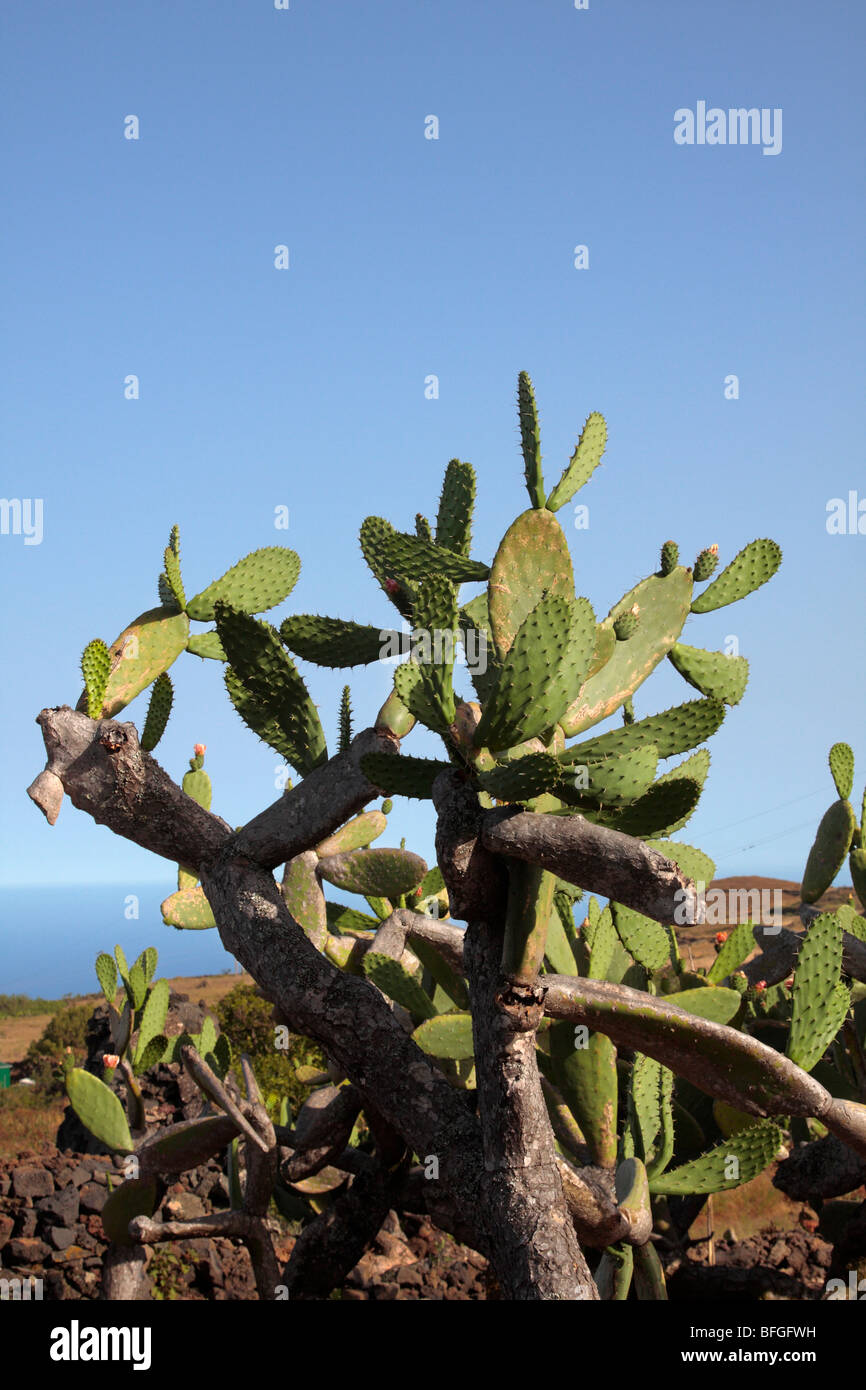 Higo pico hi-res stock photography and images - Alamy