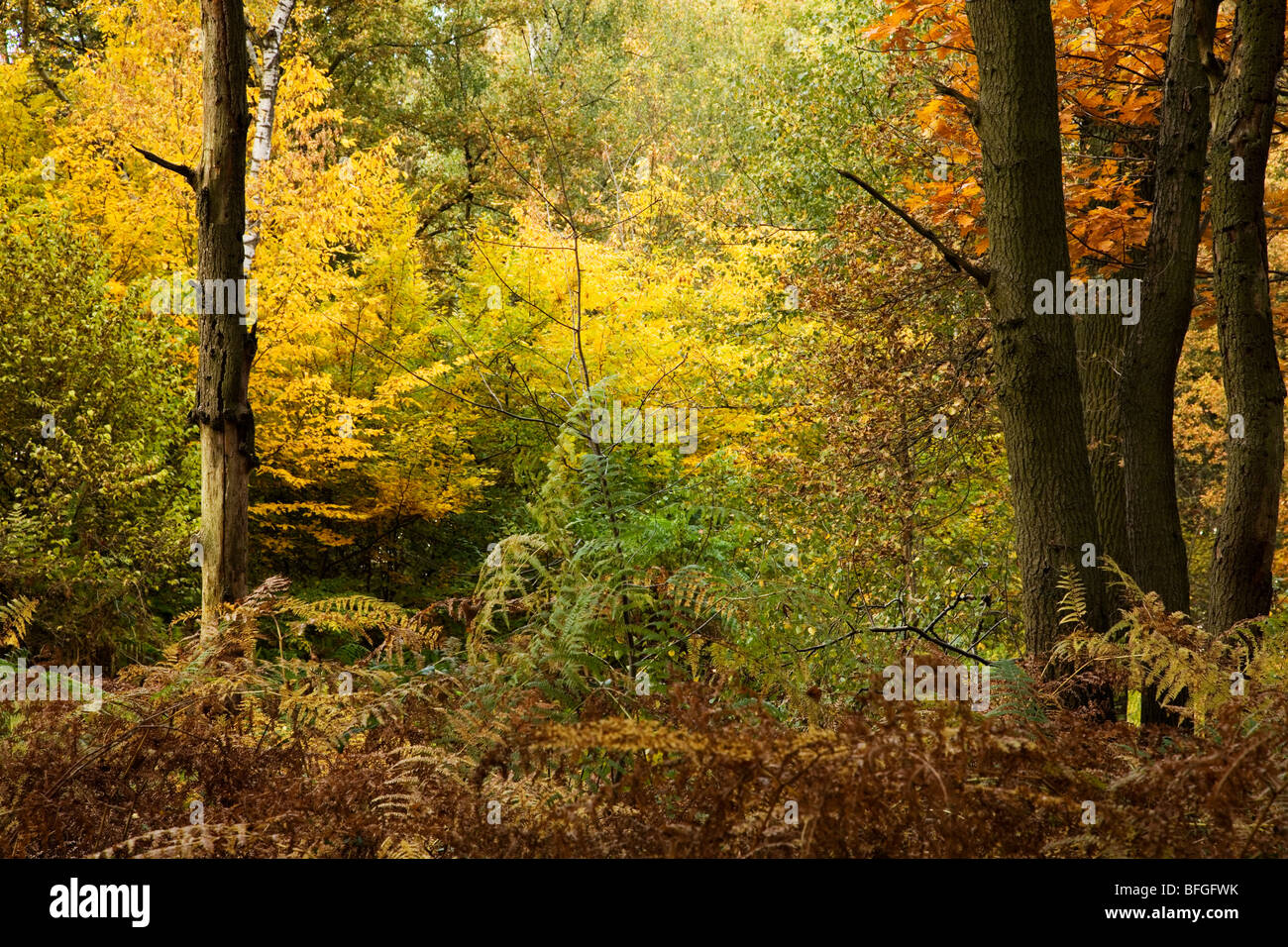 nice multi color autumn forest with yellow green and brown color leaf ...
