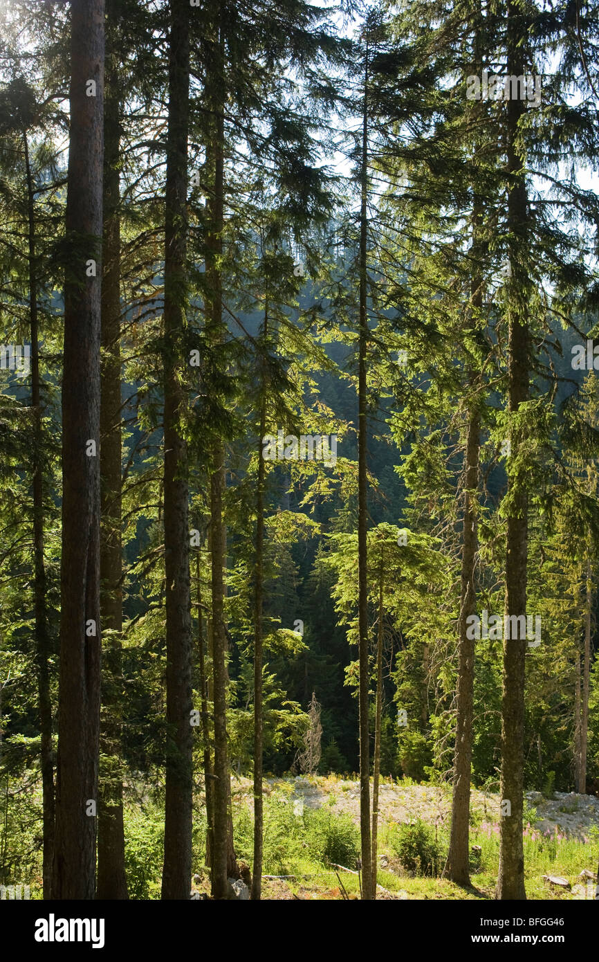Green forest in Pirin mountain National Park, Balkans, Bulgaria Stock ...