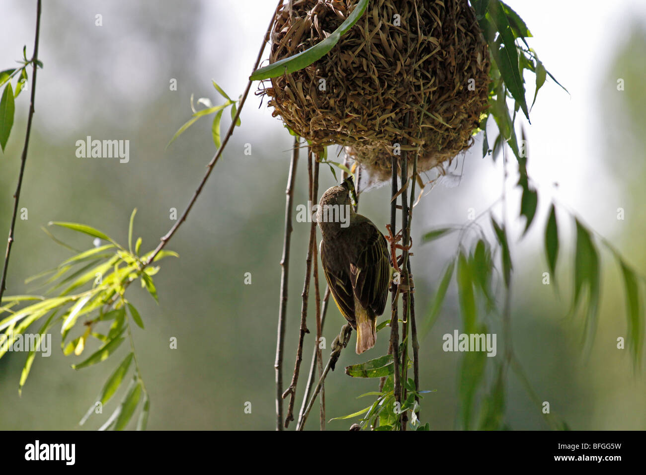 Cape weaver returning to nest with worm in beak to feed young Ploceus ...