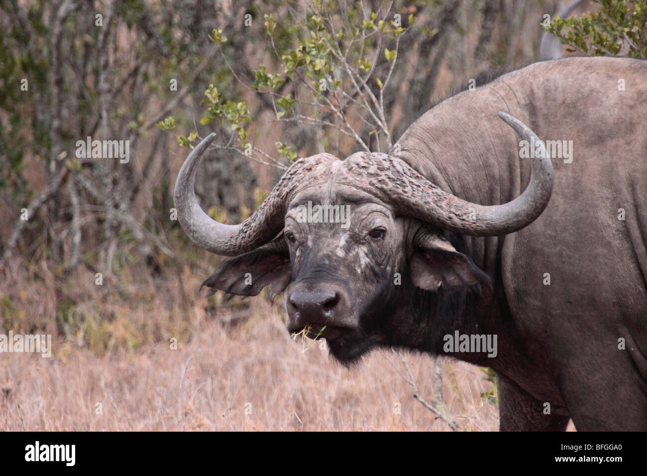 African buffalo hi-res stock photography and images - Alamy