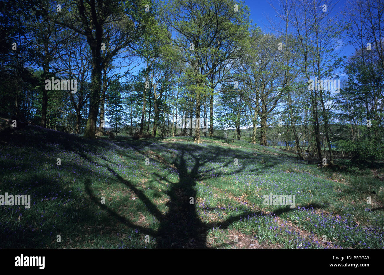 The shadow of a large tree and Bluebells in Cunsey Wood, Windermere ...