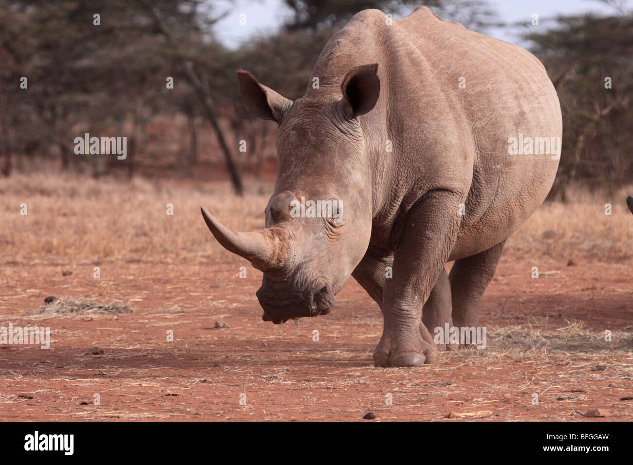 Large white rhino hi-res stock photography and images - Alamy