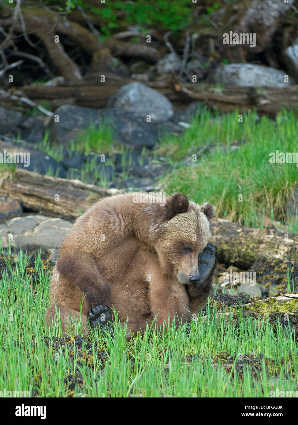 Sitting grizzly bear hi-res stock photography and images - Alamy