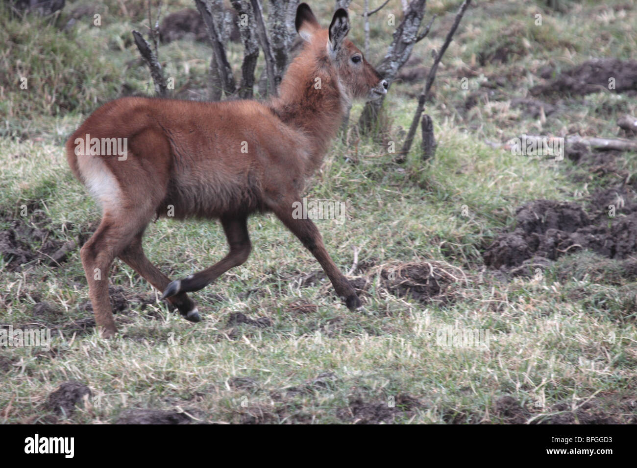 Running waterbuck hi-res stock photography and images - Alamy