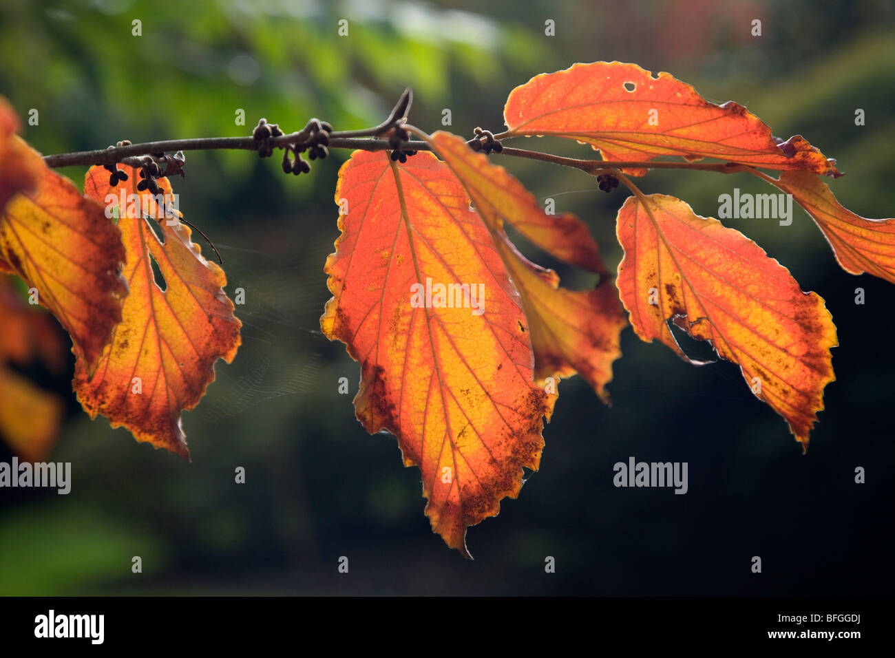 Witch hazel autumn foliage hamamelis hi-res stock photography and ...