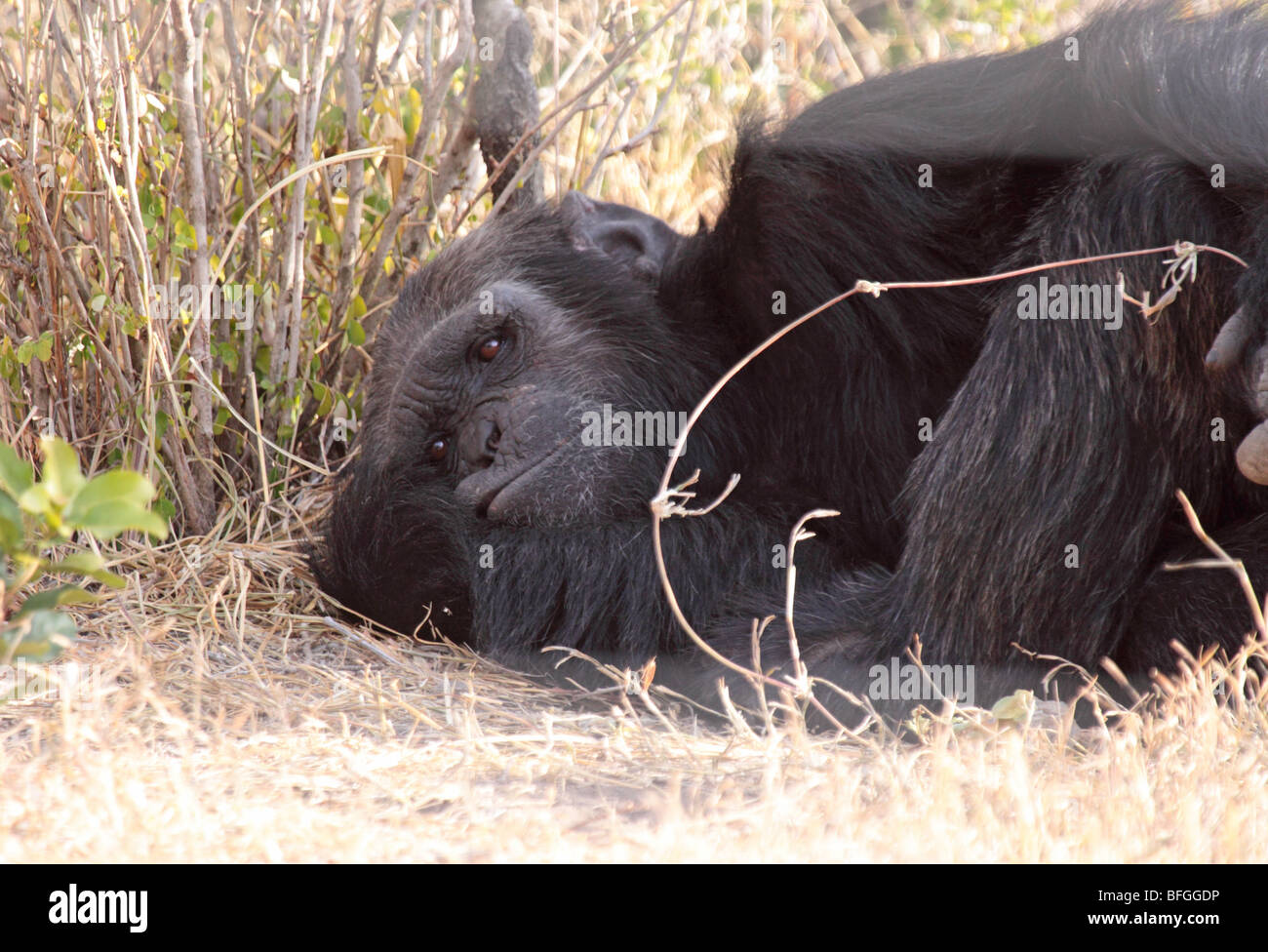 Common chimpanzee hi-res stock photography and images - Alamy