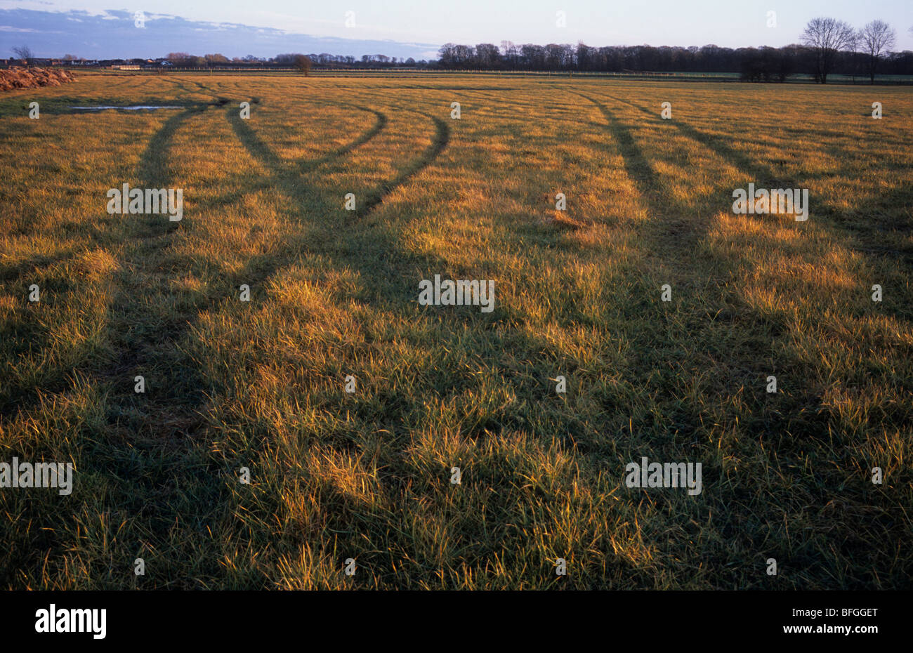 Orange evening light picking out the the texture and tractor marks on a ...