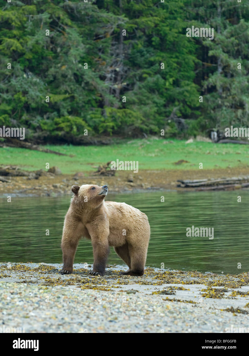 Grizzly bear sniffing the air hi-res stock photography and images - Alamy