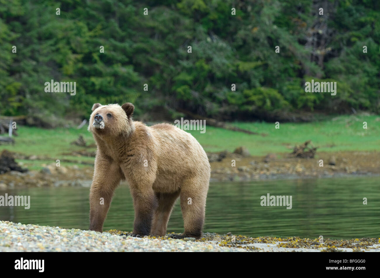 Grizzly bear sniffing the air hi-res stock photography and images - Alamy