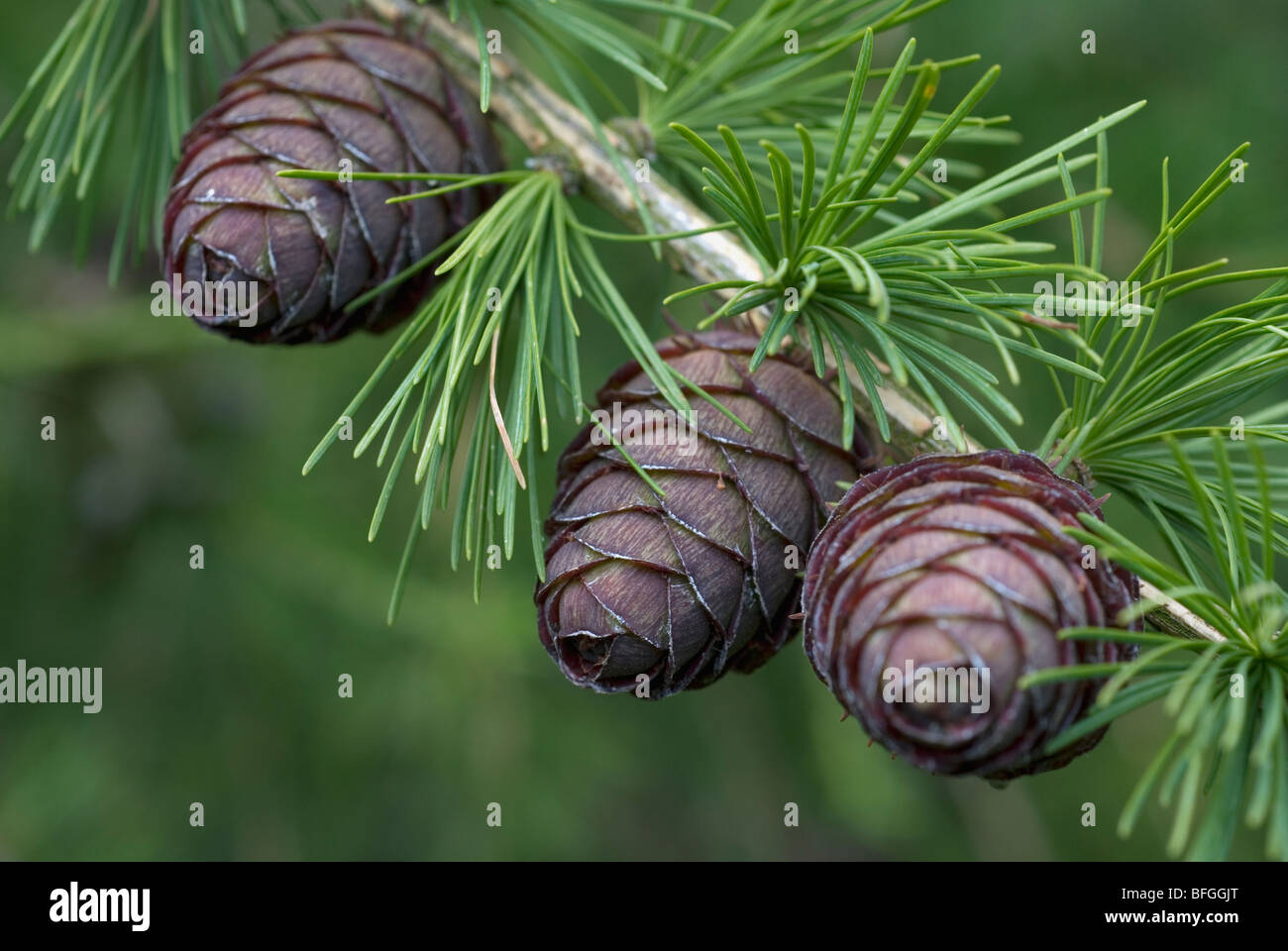 Larch Pine Stock Photos & Larch Pine Stock Images - Alamy
