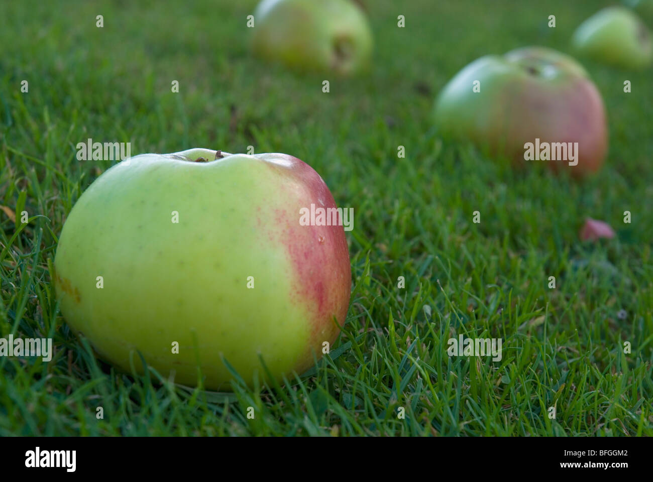 Windfall Bramley apples Stock Photo - Alamy