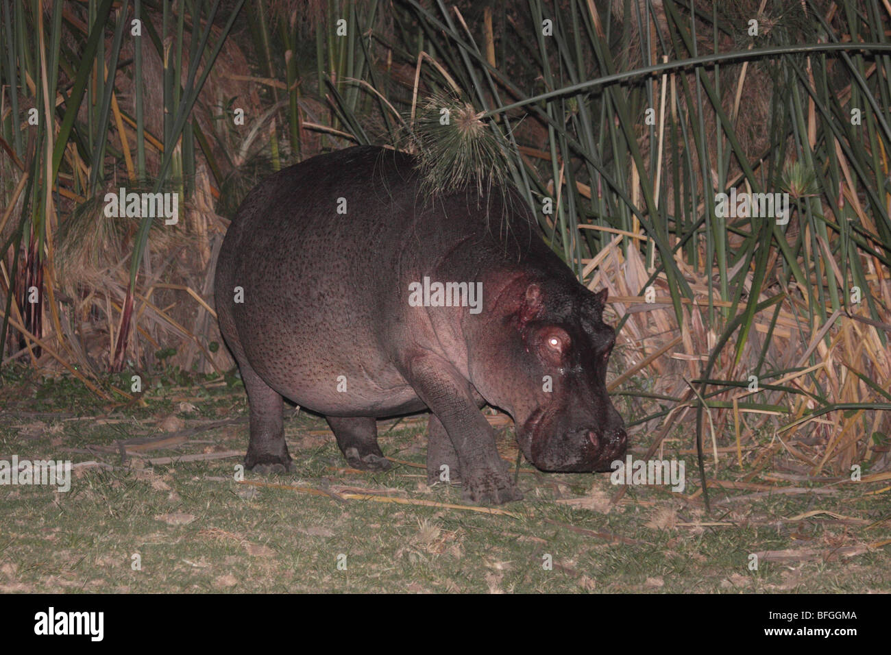hippo at night Stock Photo - Alamy