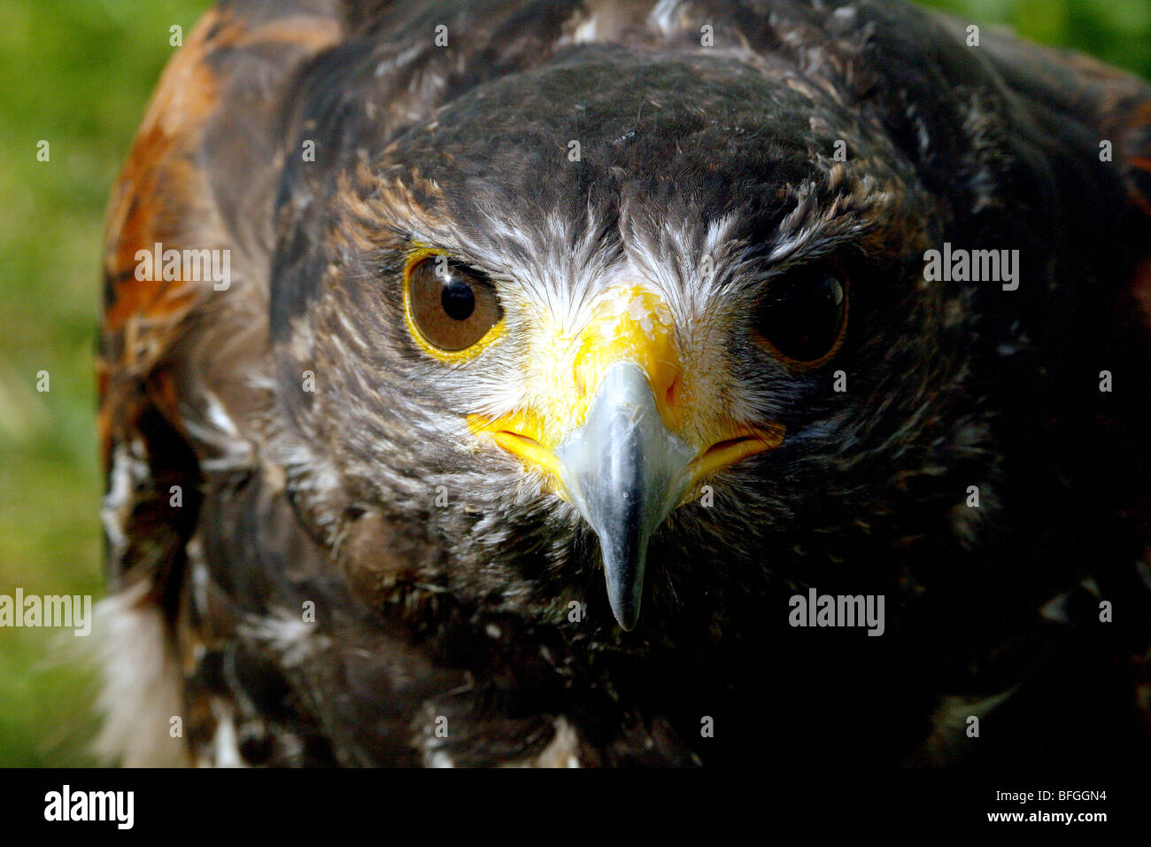 Raptor family hi-res stock photography and images - Alamy
