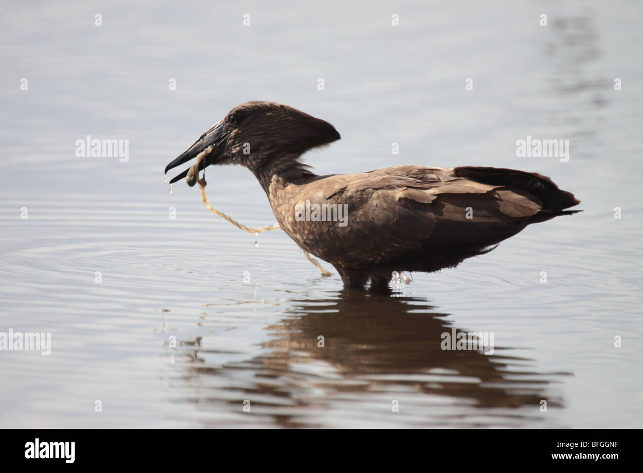 Hamerkop hammerhead scopus umbretta bird hi-res stock photography and ...