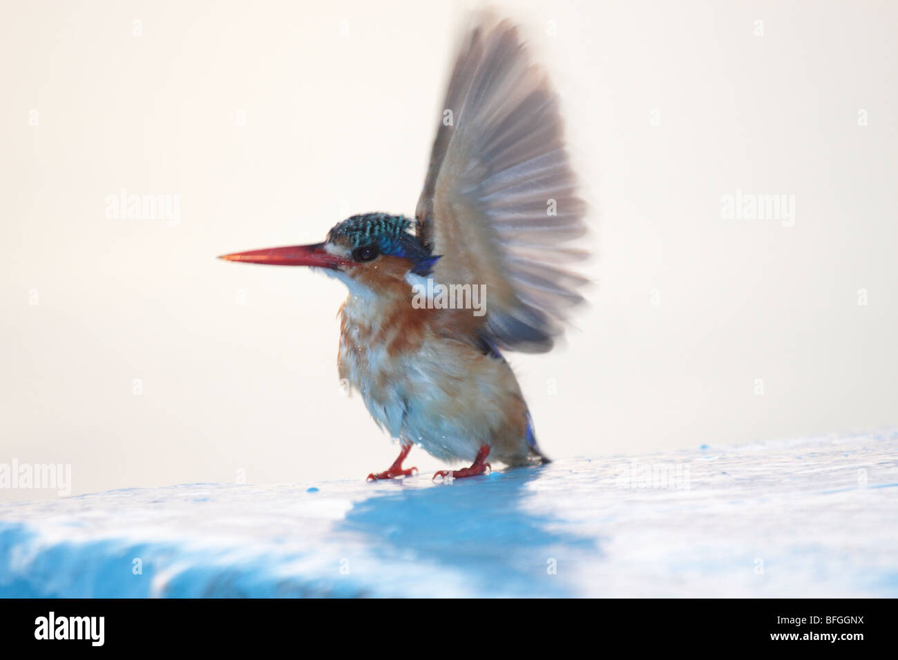 Alcedo cristata hi-res stock photography and images - Alamy