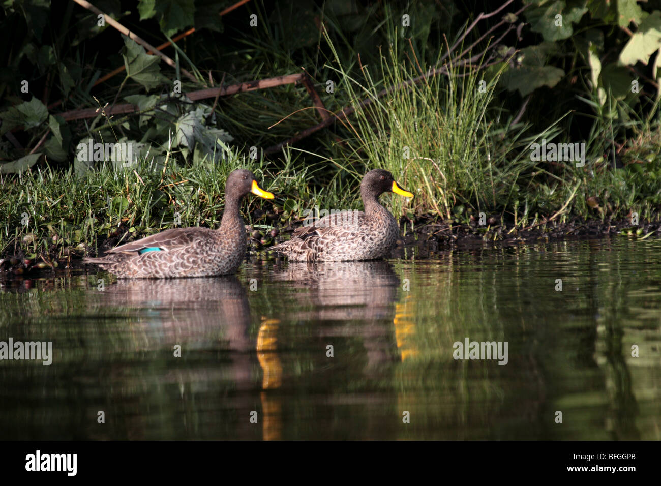 African yellow billed duck hi-res stock photography and images - Alamy