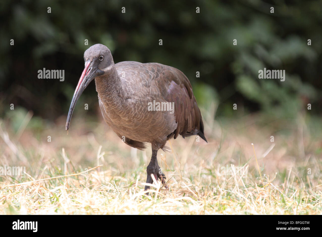 Hadeda ibis hi-res stock photography and images - Alamy