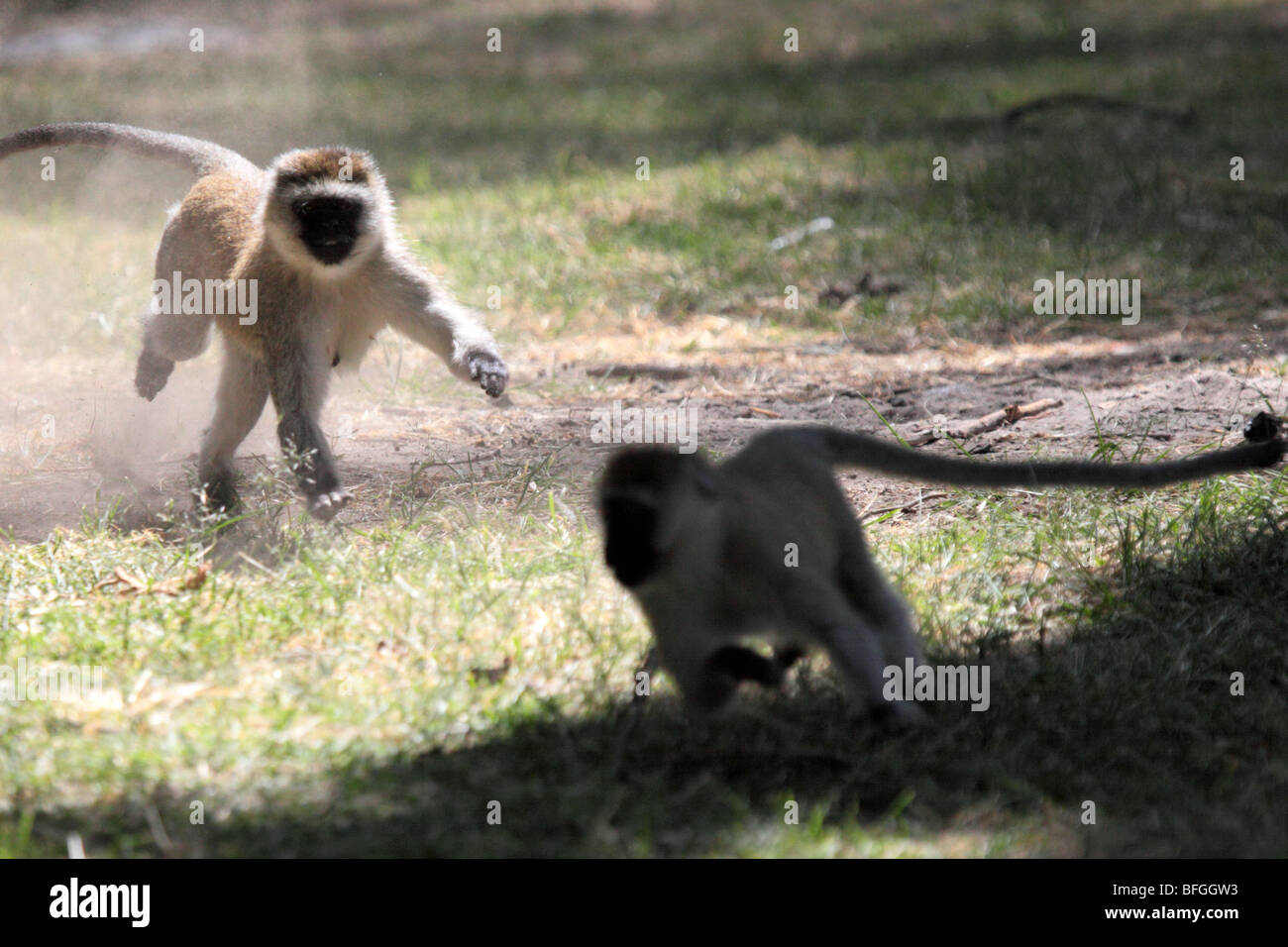 vervet monkeys chasing Stock Photo - Alamy