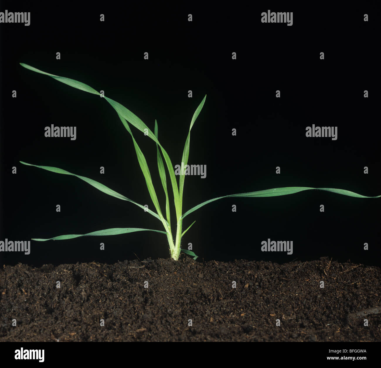 Drooping brome (Bromus sterilis) young tillering plant Stock Photo - Alamy
