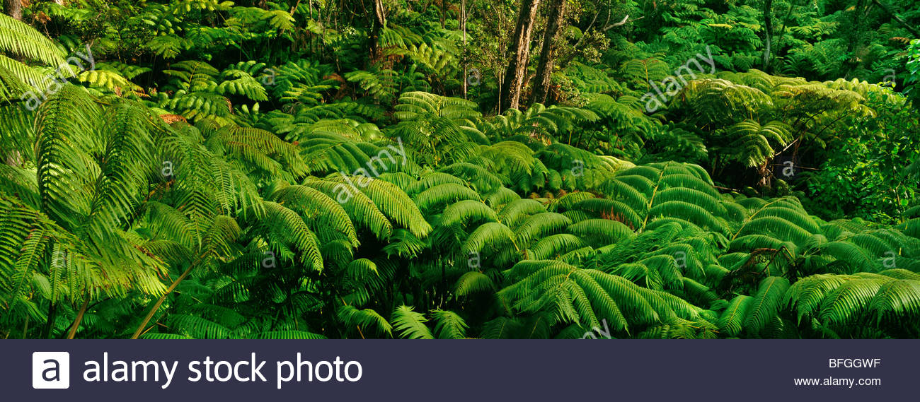 Native Ferns Stock Photos & Native Ferns Stock Images - Alamy