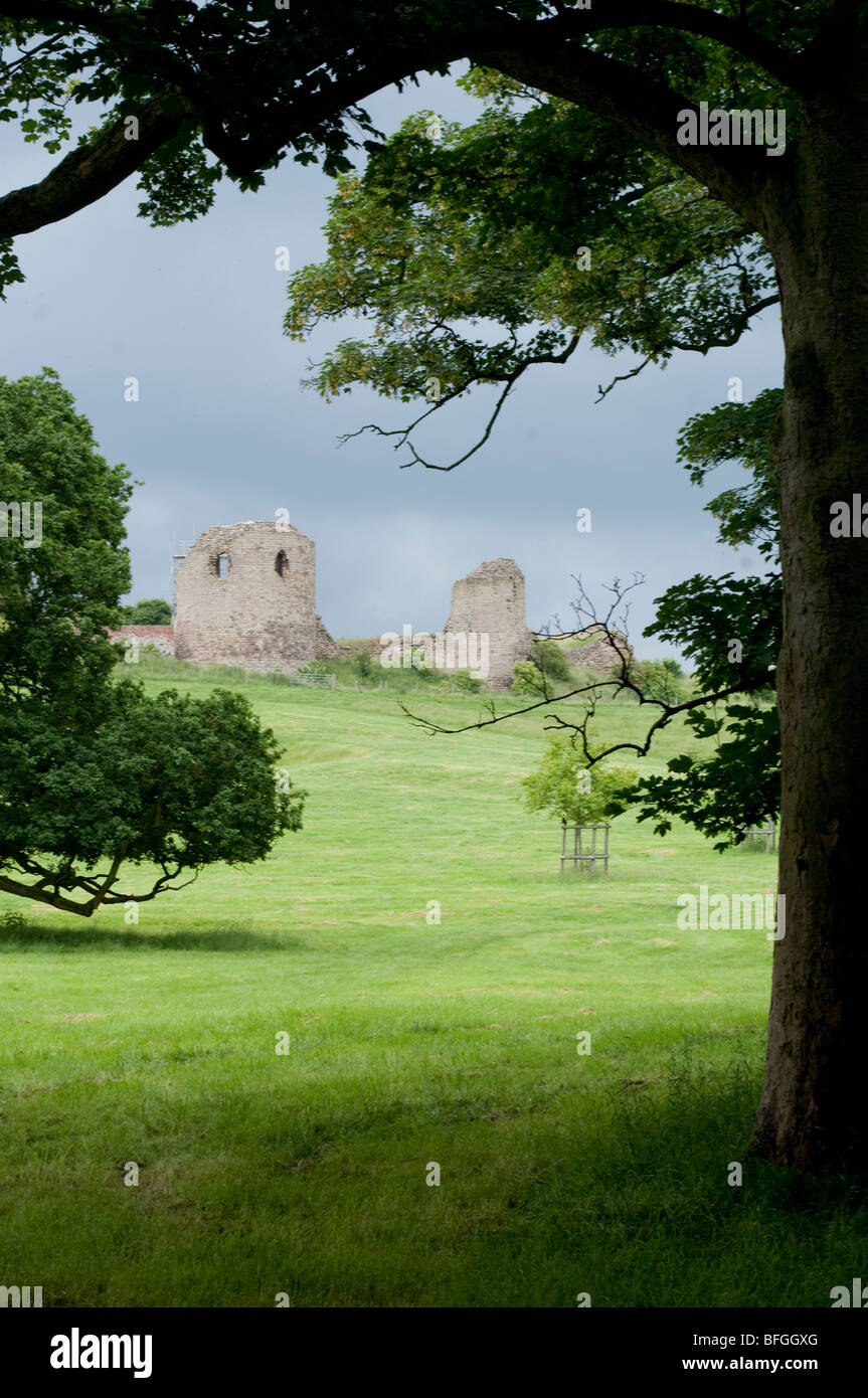 White the chartley white cattle hi-res stock photography and images - Alamy