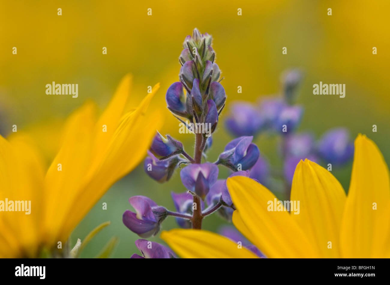 Canada Balsam High Resolution Stock Photography and Images - Alamy