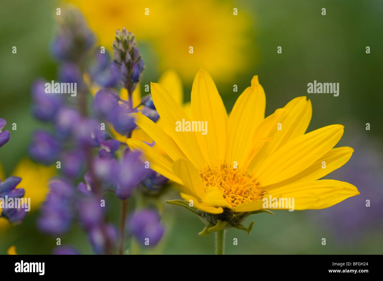 Canada balsam hi-res stock photography and images - Alamy