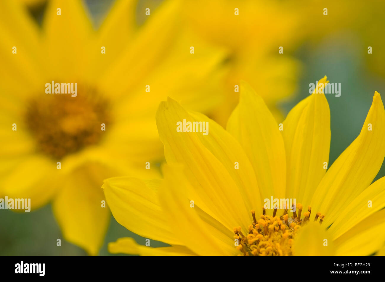 Balsamorhiza roots hi-res stock photography and images - Alamy