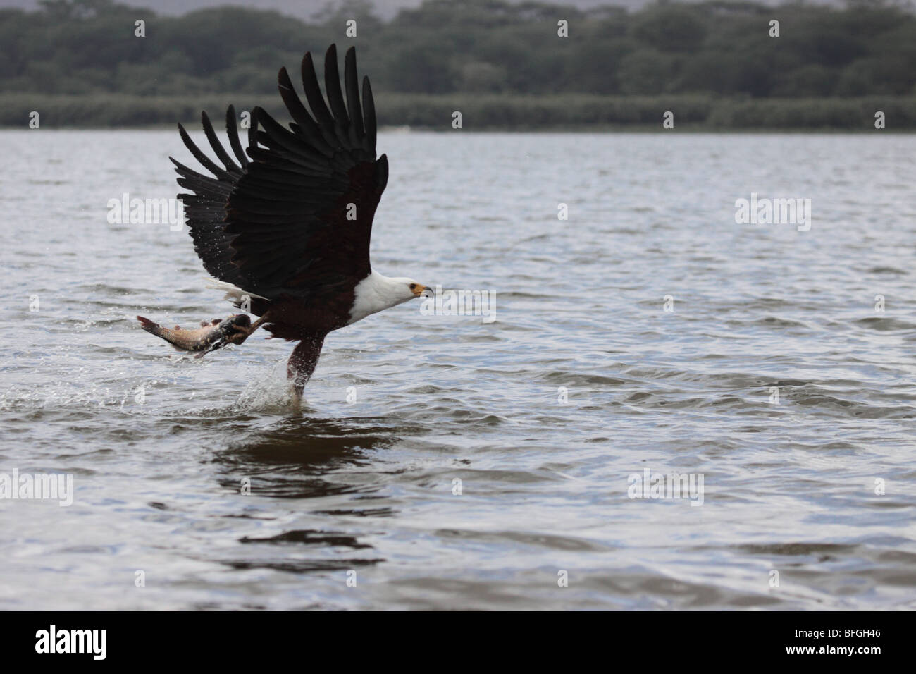 African Fish Eagle Catching Fish Stock Photo Alamy