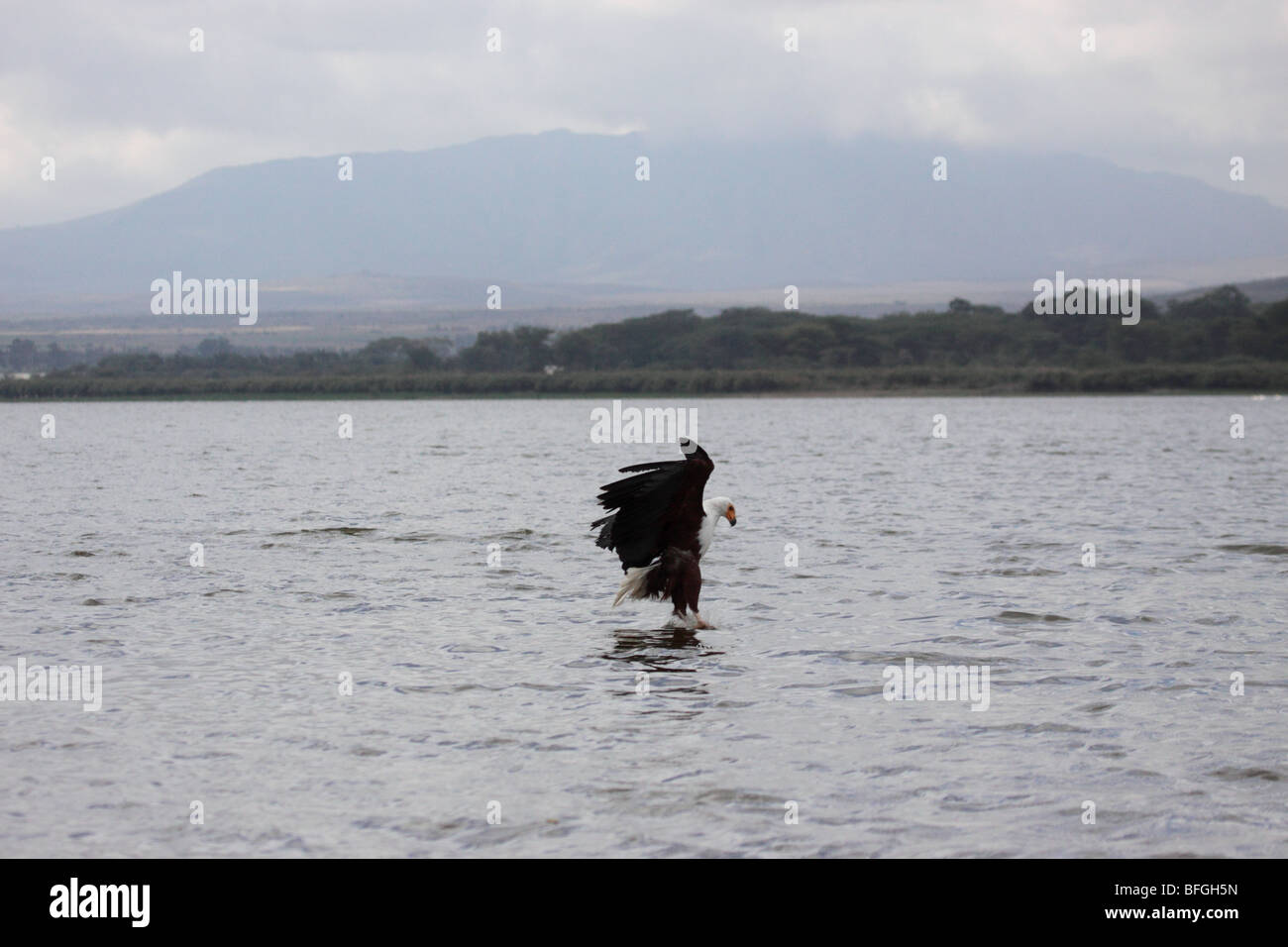 African fish eagle with fish hi-res stock photography and images - Alamy