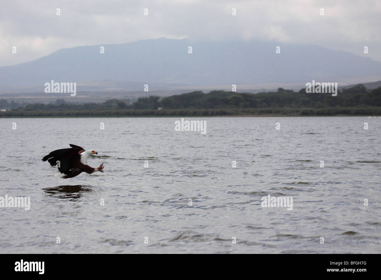 African Fish Eagle catching fish Stock Photo - Alamy