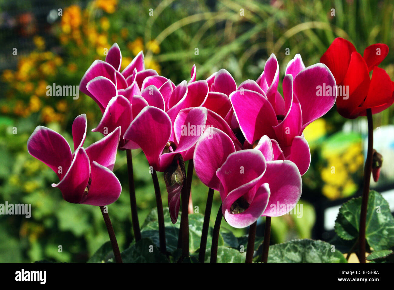 Myrsinaceae hi-res stock photography and images - Alamy