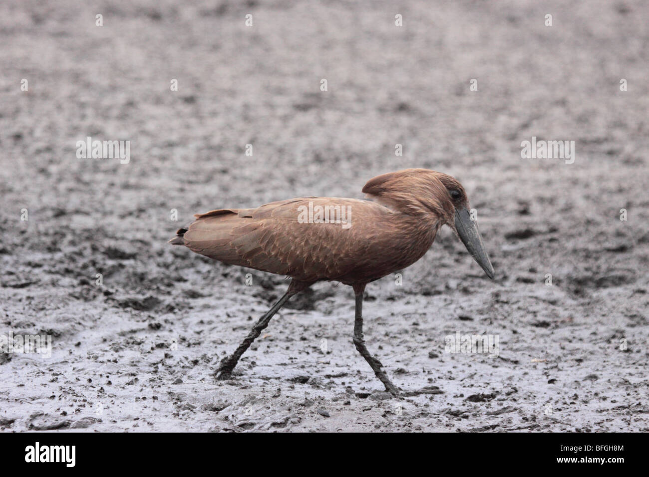 Hamerkop hammerhead scopus umbretta bird hi-res stock photography and ...