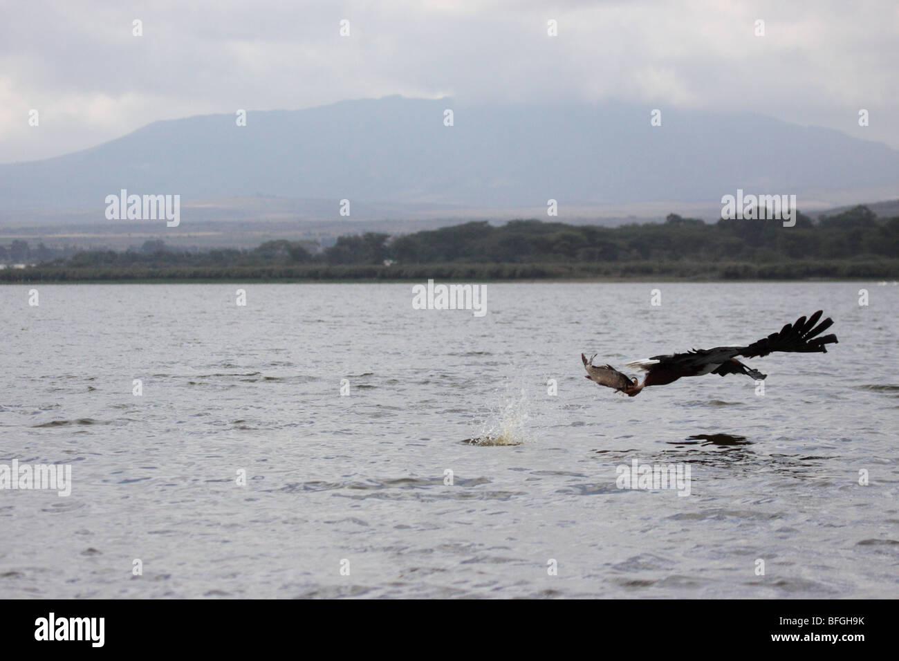 African fish eagle hunting hi-res stock photography and images - Alamy
