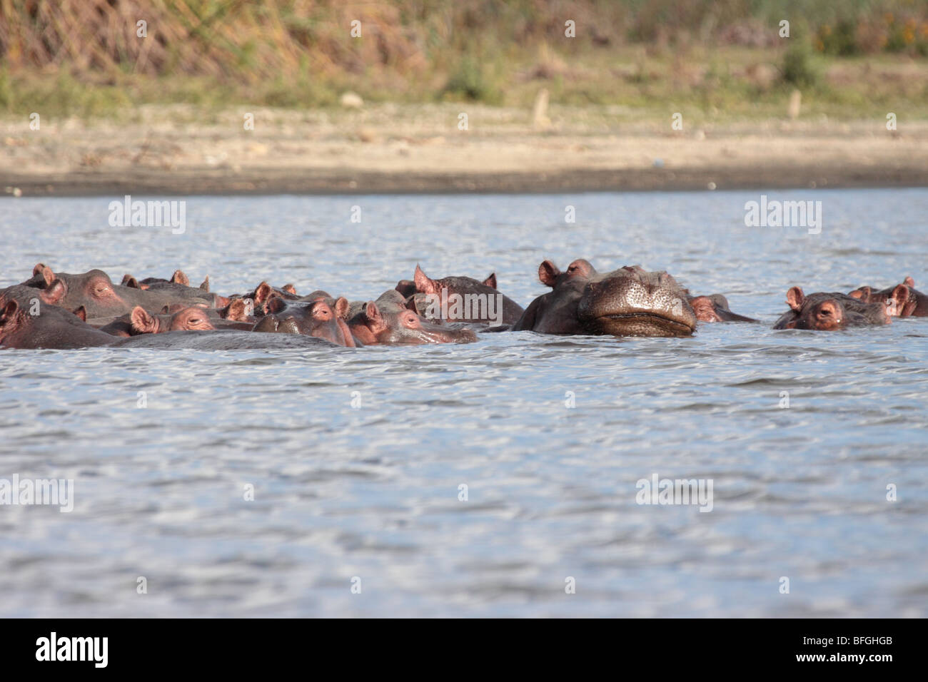African hippo in water hi-res stock photography and images - Alamy