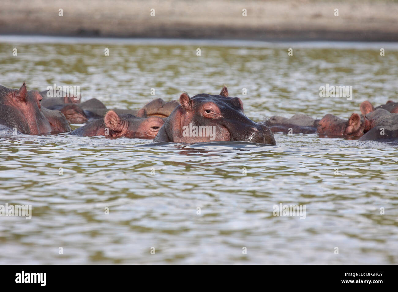 African hippos in water hi-res stock photography and images - Alamy