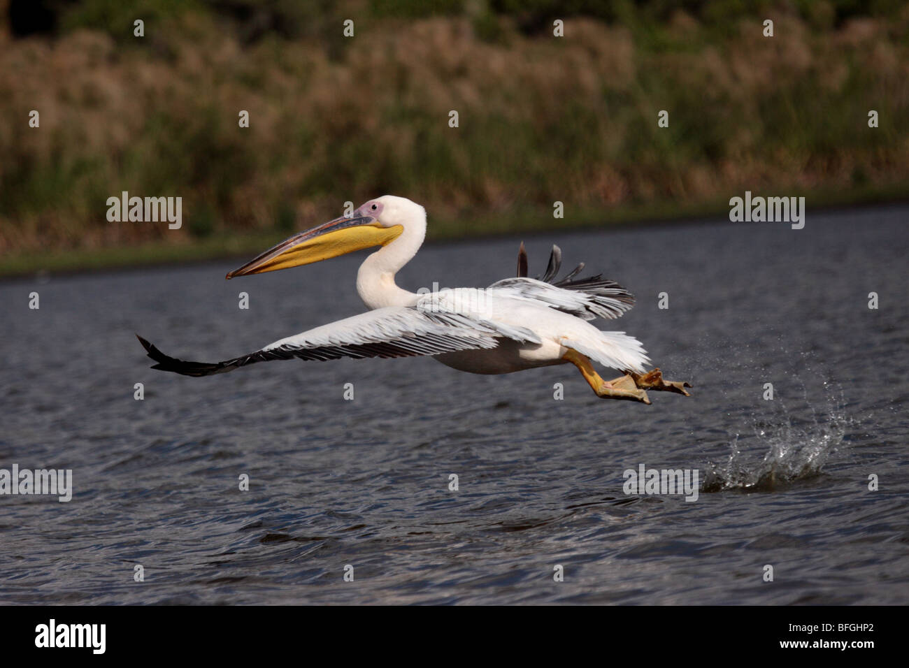 Pink-backed Pelican in flight Stock Photo - Alamy