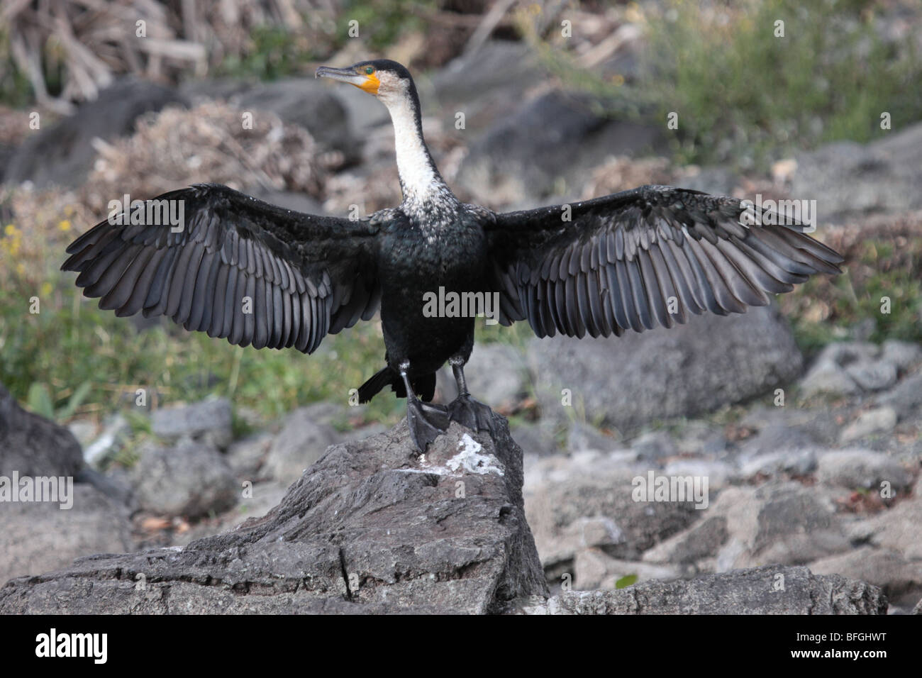 Great Cormorant drying wings Stock Photo - Alamy