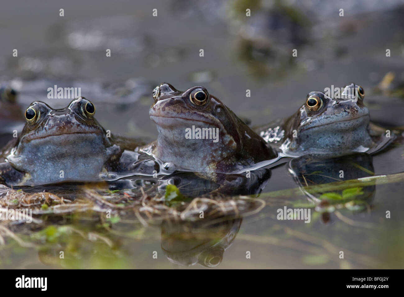 Common frog breeding pond hi-res stock photography and images - Alamy