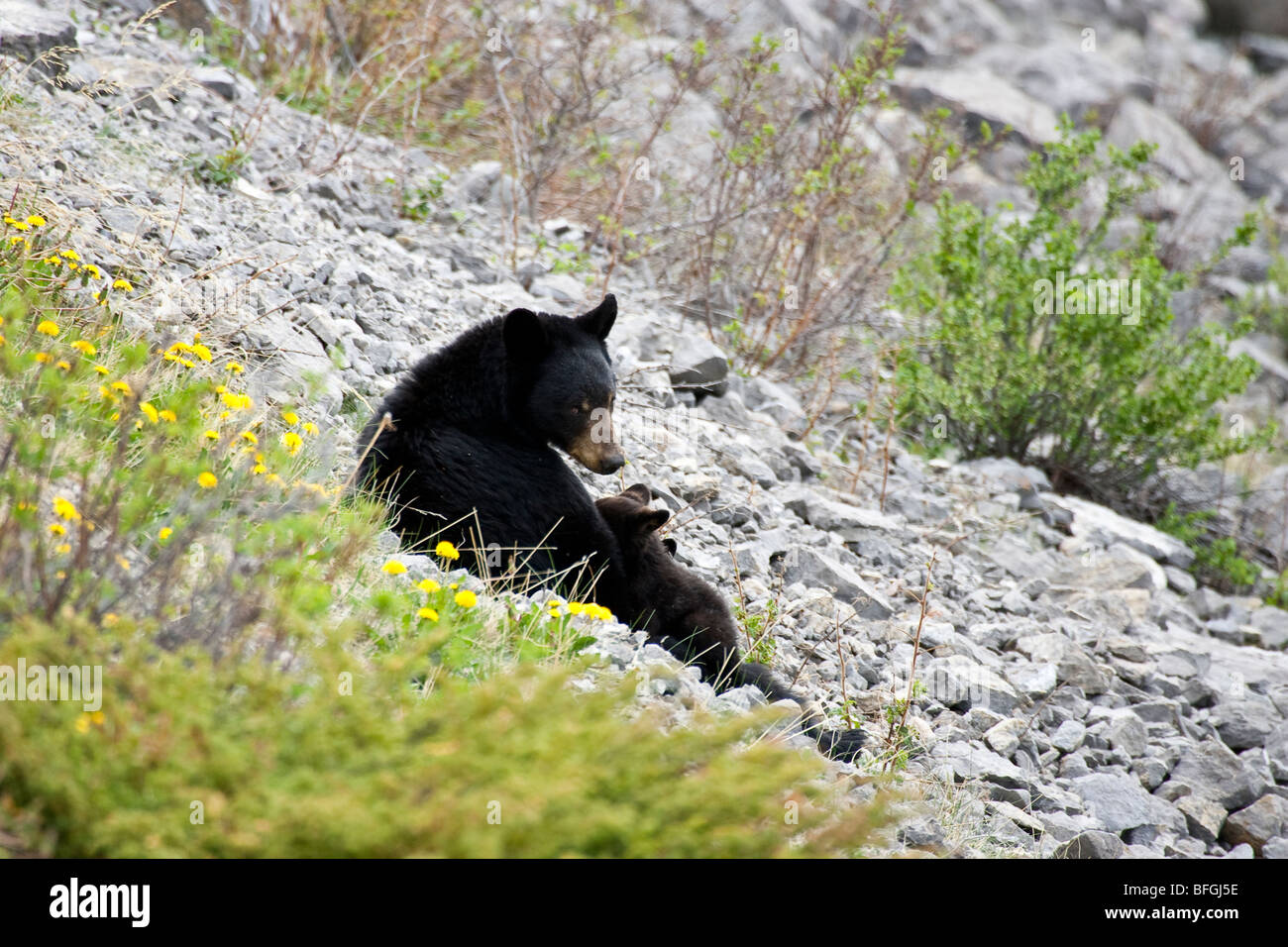Black Bear sow suckling cubs on rocky mountainside Stock Photo - Alamy