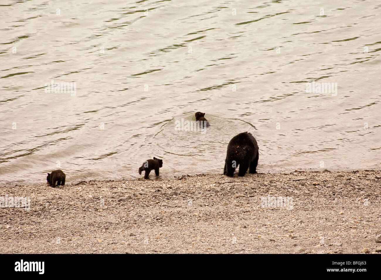 Black bear cub in lake swimming hi-res stock photography and images - Alamy