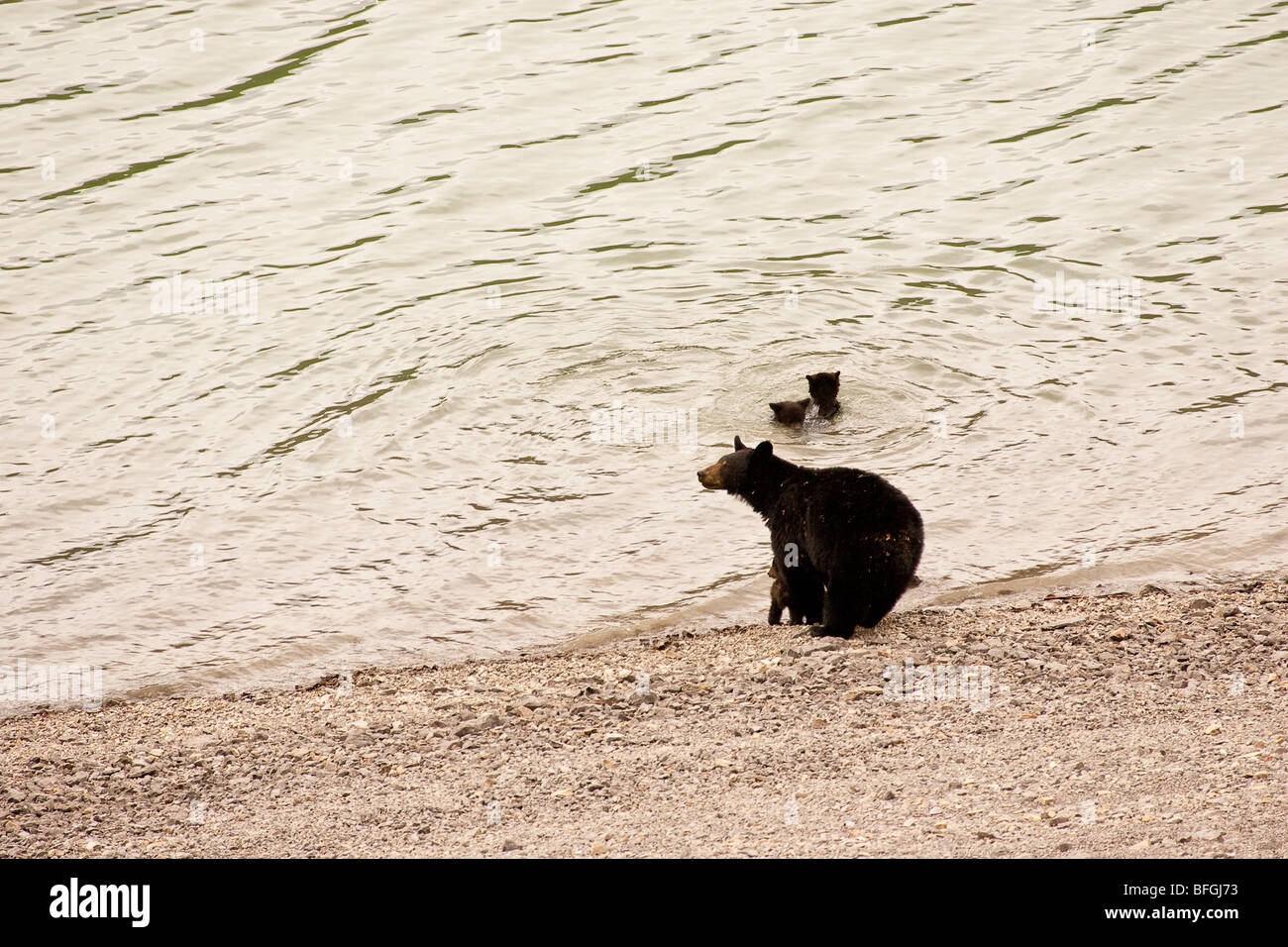 Black bear cub in lake swimming hi-res stock photography and images - Alamy