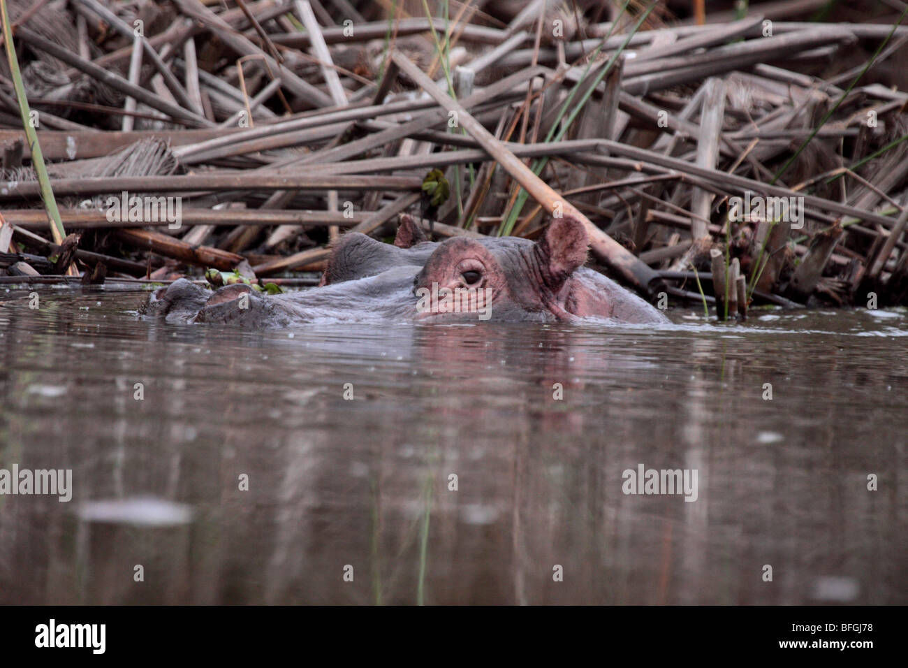 Hippo in water Stock Photo - Alamy
