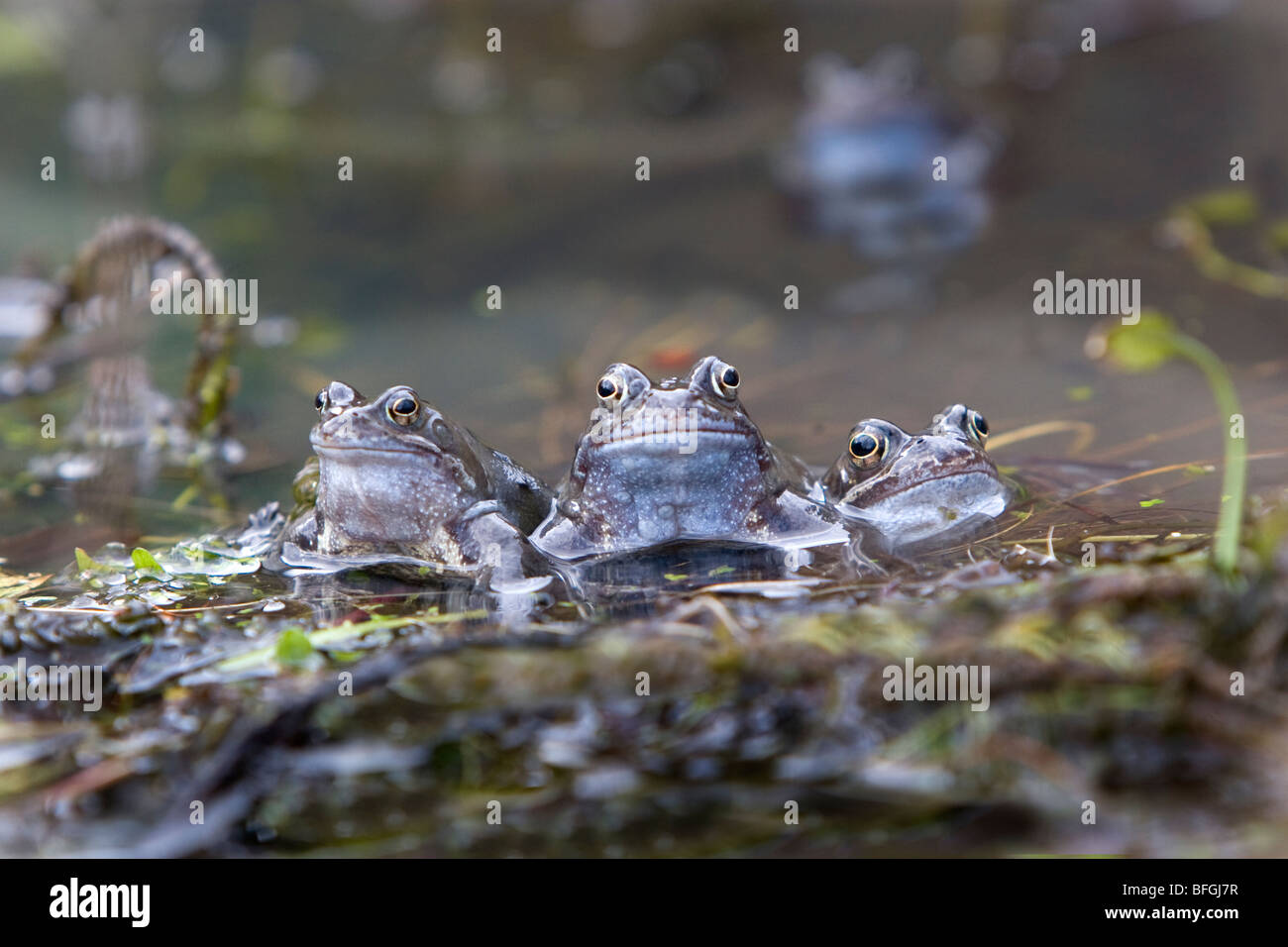 Common frog breeding pond hi-res stock photography and images - Alamy
