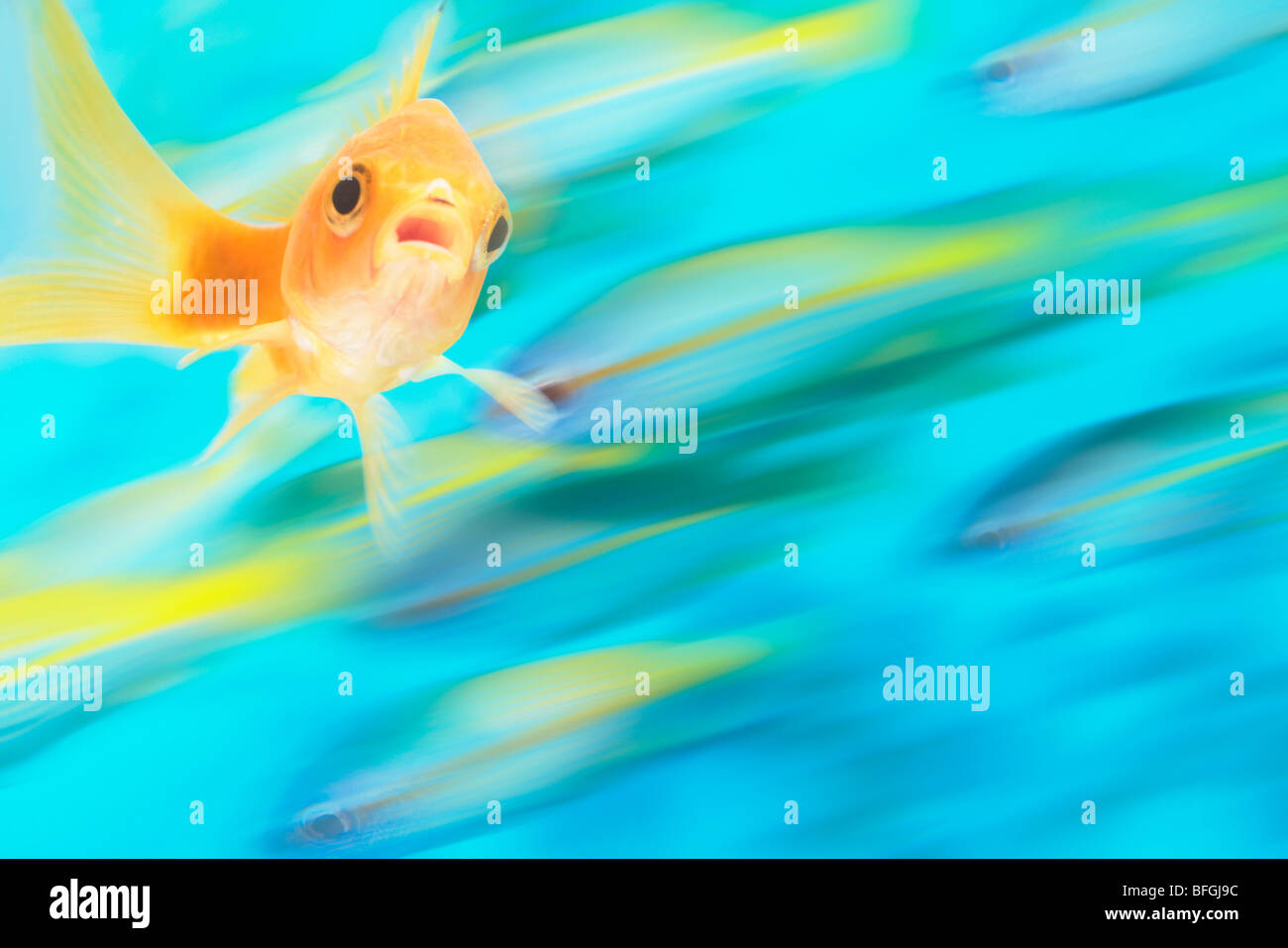 Gold fish with other fish hi-res stock photography and images - Alamy