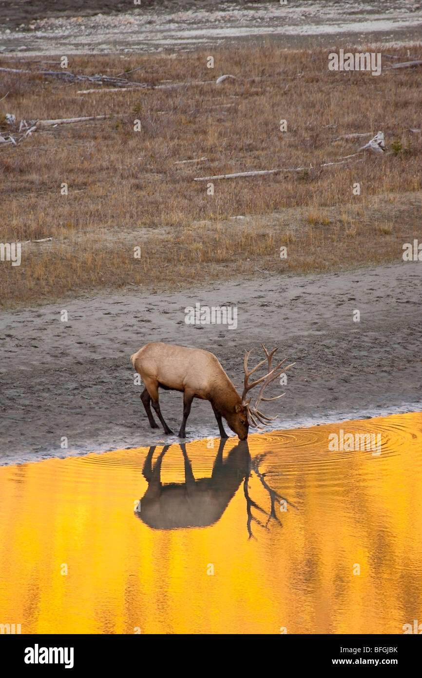 Elk drinking water lake hi-res stock photography and images - Alamy