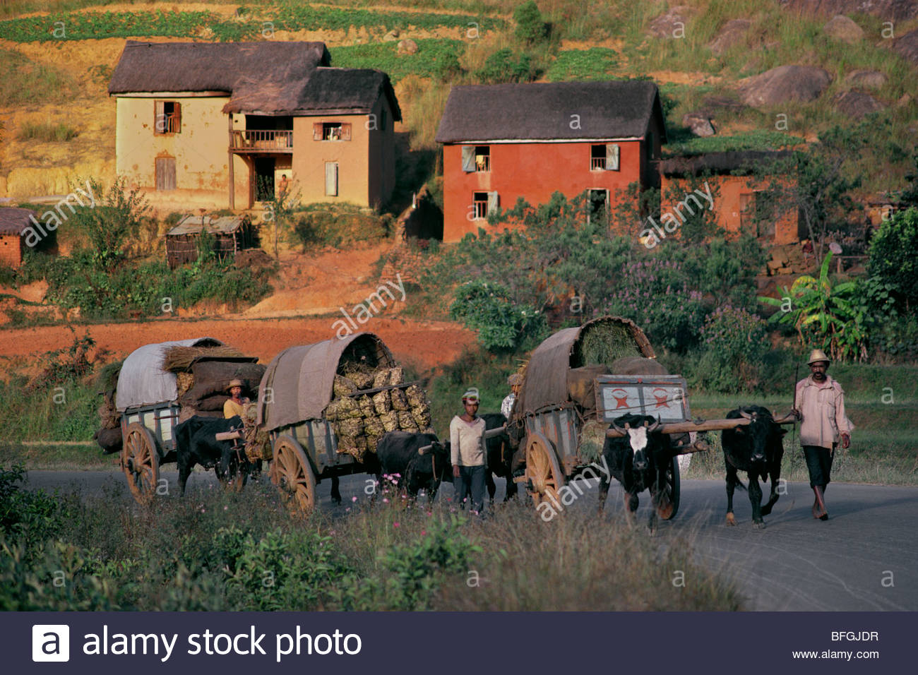 African Ox Cart Stock Photos & African Ox Cart Stock Images - Alamy