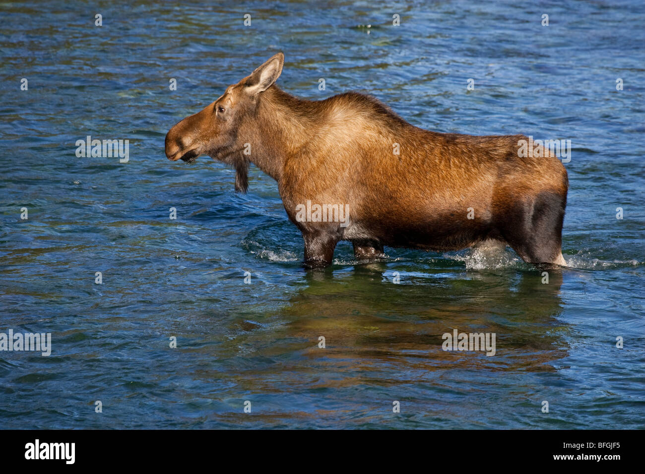 Moose crossing river Stock Photo - Alamy