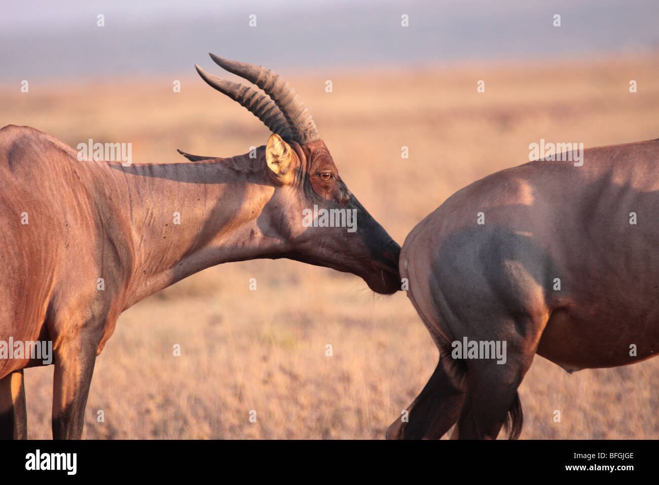 Topi pair hi-res stock photography and images - Alamy